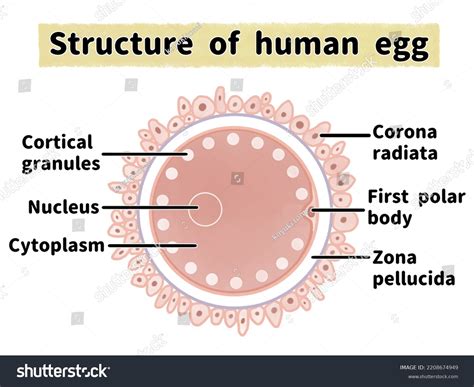 Structure Human Egg Ovum English Language Stock Illustration 2208674949