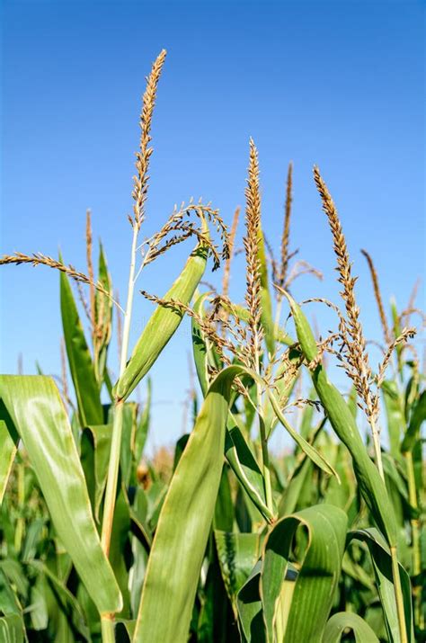 Growing Corn In The Field Stock Image Image Of Plant 302976259