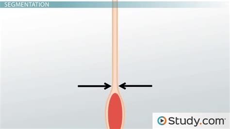 Segmentation Digestion Peristalsis And Pendular Movement Video