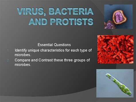 Virus Bacteria And Protists 1 2 Essential Questions