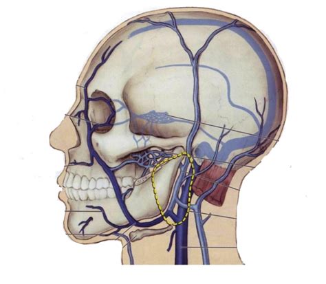 Diagram Of Pterygoid Venous Plexus Quizlet