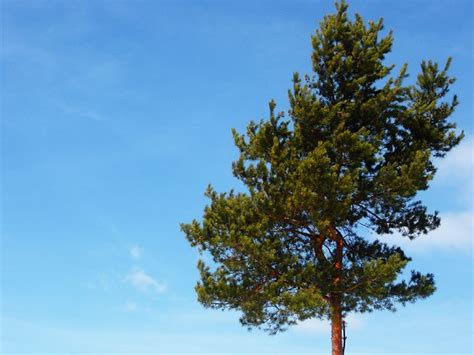 Хвойный лес России и Тайги – природные зоны, деревья, климат и особенности