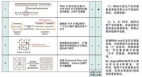 绝对定量转录组测序（digital Rna Seq）价格 详情介绍 960化工网 960化工网