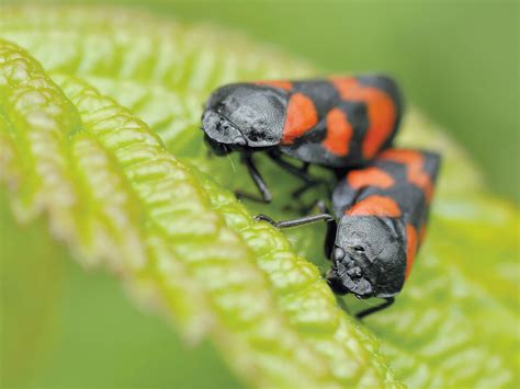 Box Elder Bugs All Star Pest Control Wichita