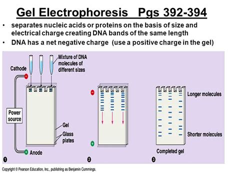 Why Gel Electrophoresis Virtual Lab Answers Are Essential For Understanding Dna Analysis