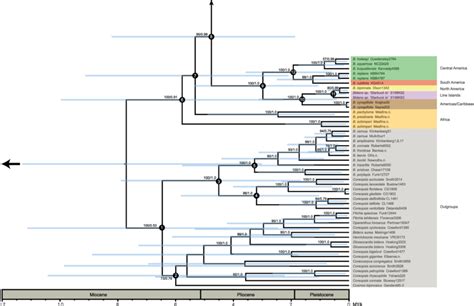 The Bayesian Chronogram From The Concatenated Partitioned Analysis