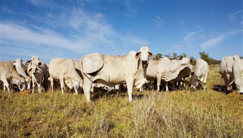 La Raza Brahman Resurge Con Fuerza En El Norte Argentino