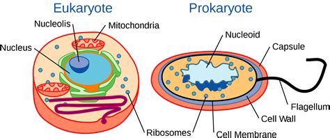 Rrna Diagram