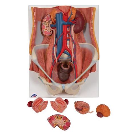 Anatomical Teaching Model Plastic Anatomy Models Renal System
