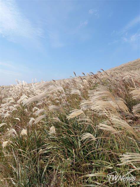 [tw포토] 주말 제주 새별오름 가볼까…은빛 억새 물결 절정