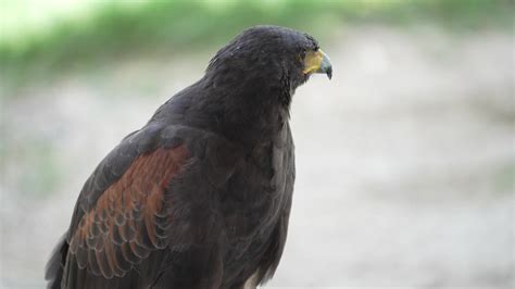 The Harriss Hawk Is Living In Nature The Harris Hawk Is Seen Flying