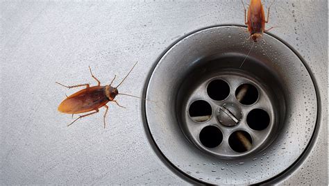 À Avallon Les Habitants Dune Impasse Vivent Dans Linsalubrité à Cause De Leurs Voisins Ici