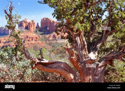 Juniper Trees In Sedona Arizona At Ronald Whitehurst Blog