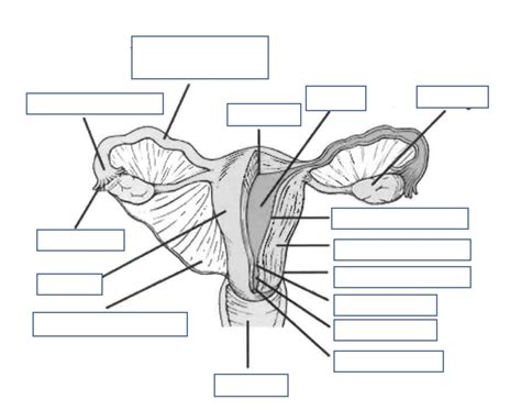 Human Sexuality Anatomy Quiz Diagram Quizlet