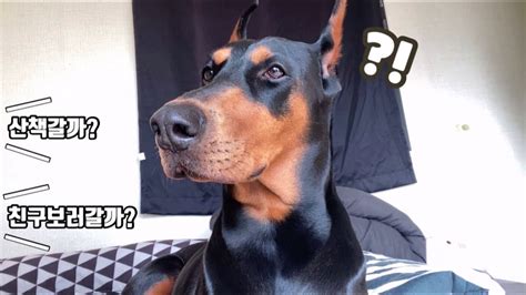 강아지한테 친구 보러 산책가자고 했더니 Youtube