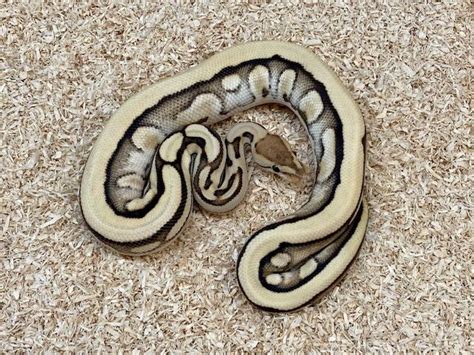 Cryptic Desert Ghost Genetic Stripe Ball Python By Fireball Reptiles