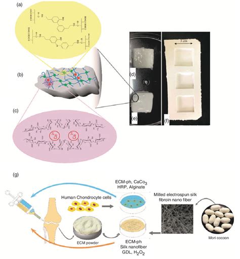 Figure 1 From Alginatecartilage Extracellular Matrix Based Injectable Interpenetrating Polymer