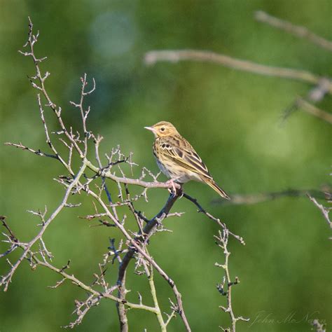 Tree Pippit John McNairn Images
