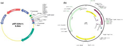 A Schematic Straucture Of The Expression Plasmid Genome Map Pet22b