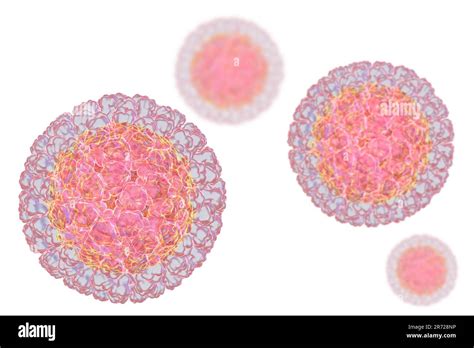 Rotavirus Particle Computer Artwork The Virus Particle Consists Of An Rna Ribonucleic Acid