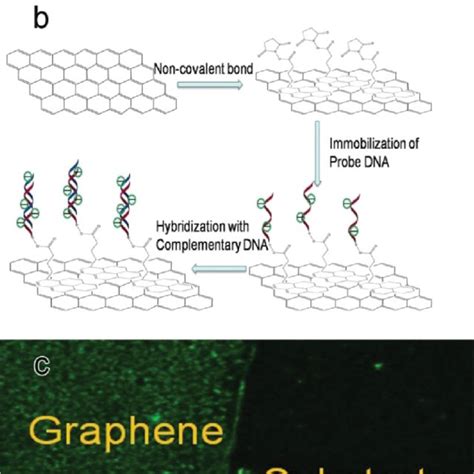 Pdf Label Free Dna Detection Using Large Area Graphene Based Fet Biosensors