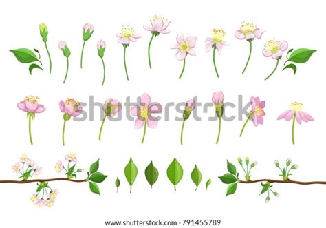 Different Stages Blooming Flower Over 76 Royalty Free Licensable Stock