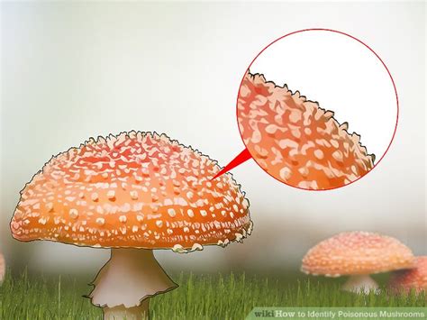 3 Ways To Identify Poisonous Mushrooms Wikihow