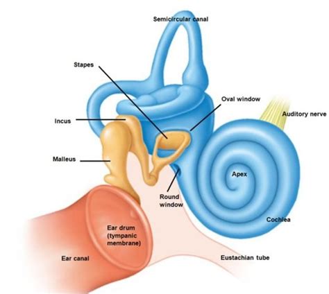 Lecture Exam 1 Flashcards Quizlet