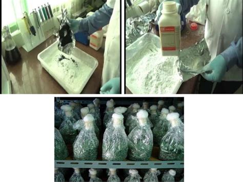 Mass Production Of Trichoderma Pptx Gardening Home And Garden