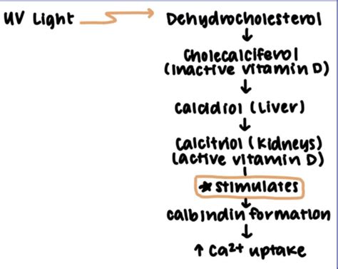 Aandp Exam 2 Review Flashcards Quizlet