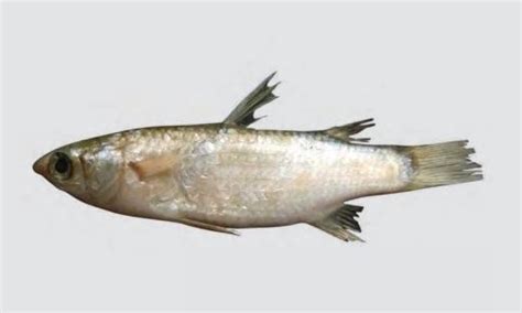 Mugil Cephalus Marine Biodiversity Portal Of Bangladesh