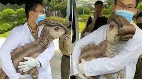 Посмотрите Что Недавно Ученые Обнаружили в Китае Youtube