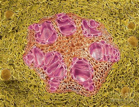 Monocot Root Vascular Bundle