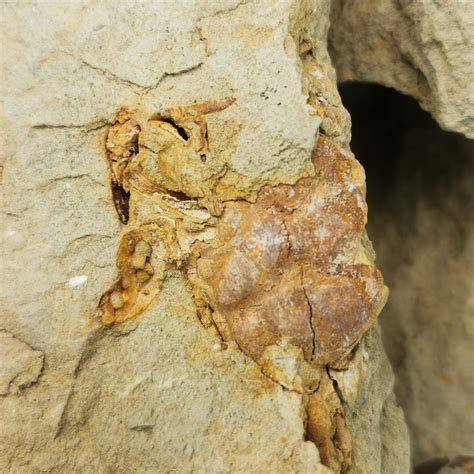 Crab In Matrix Fossil