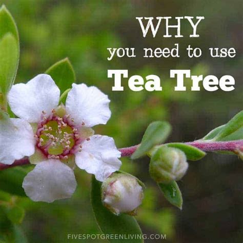 Tea Tree Oil Uses