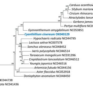Phylogenetic Tree Reconstructed By Maximum Likelihood ML Analysis Of
