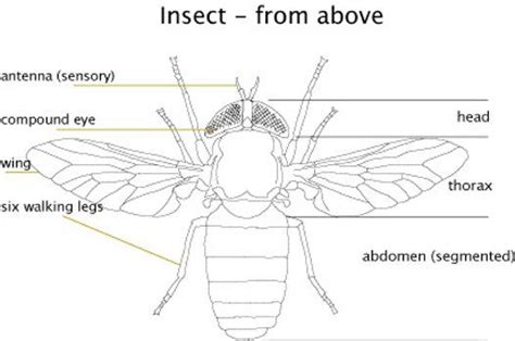 Labeled Insect Diagram