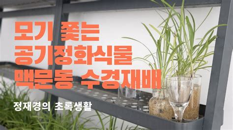 공기정화식물 맥문동 수경재배 하는 법 모기 쫓는 식물 음지식물 암모니아 제거 능력 탁월 YouTube