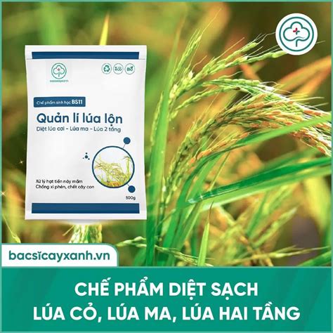 Giải Pháp Diệt Trừ Lúa Lộn Lúa Ma Lúa Hai Tầng Dễ Dàng Với Chế Phẩm