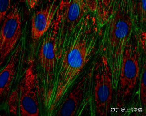 Ibidi应用指南 免疫荧光实验 知乎