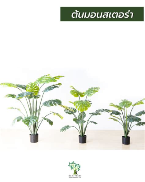 มอนสเตอร่า Ramitrees รมิทรี