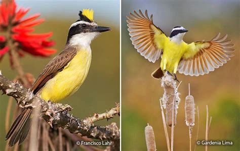 Great Kiskadee Pitangus Sulphuratus Peru Aves