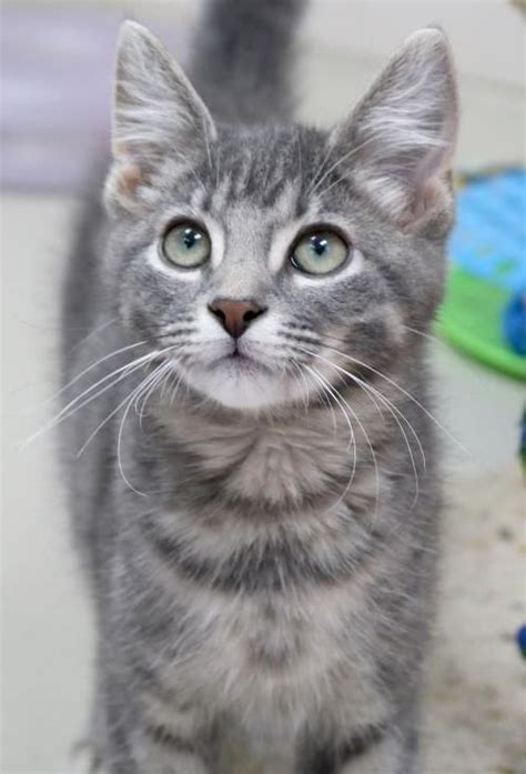 Long Haired Grey Tabby Cat