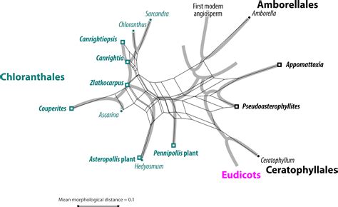 The Genealogical World Of Phylogenetic Networks Want To Place A Fossil In A Minute Just Use