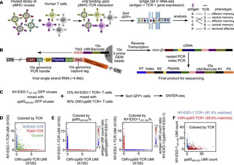 Enter Seq Multiplexed Enumeration Of Antigen Specificities Tcr