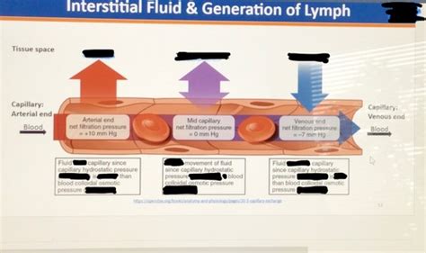 Immunology Lecture 3 Lymphatic System Flashcards Quizlet