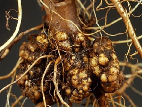 Raspberry Pest Diseases Raspberry Protection