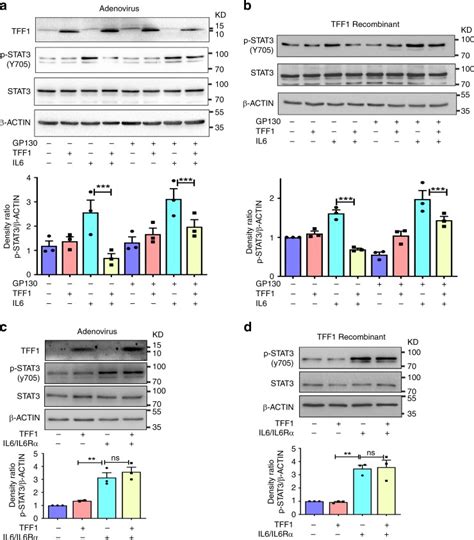 Activation Of Stat3 Signaling Is Mediated By Tff1 Silencing In Gastric Neoplasia Pmc