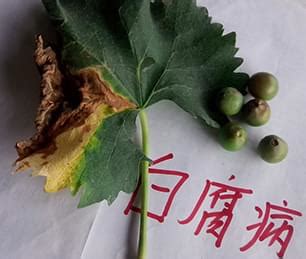 葡萄病虫害防治 葡萄霜霉病 葡萄酸腐病 葡萄病虫害 北农华