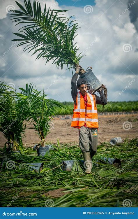 Activities In Palm Oil Nurseries Indonesia Palm Oil Plantation